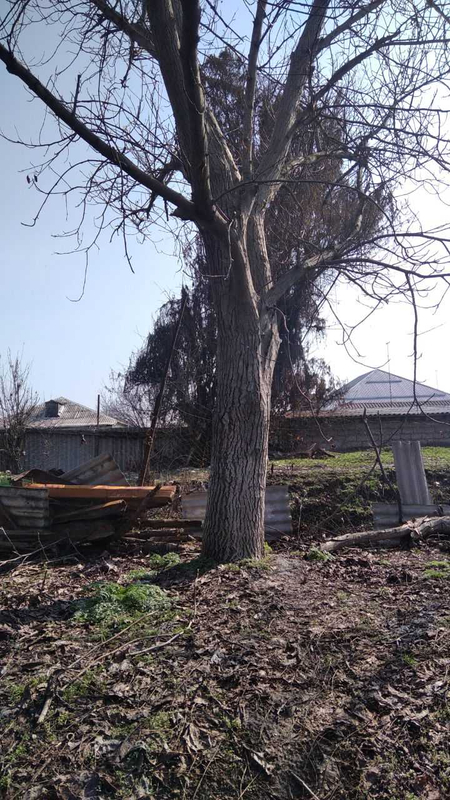 Продам дерево Орех