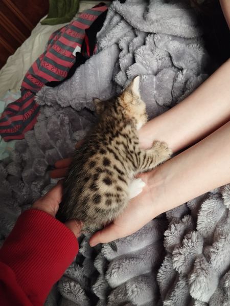 Смешанные котята оцикет
