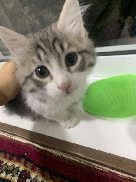 Отдам 2 котят, только в одни руки