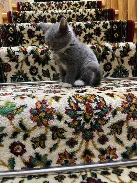 Британский кошка