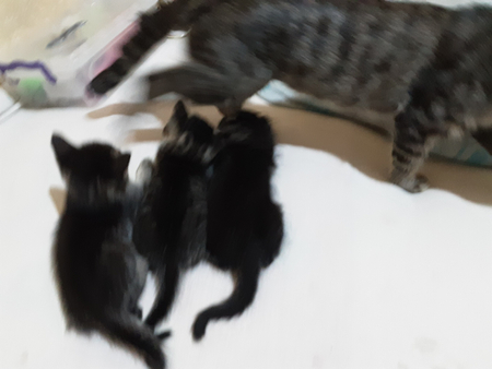 Отдаём котят в добрые руки