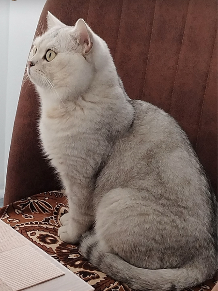Снежок бруталный Британский Серебряная Шиншила кот