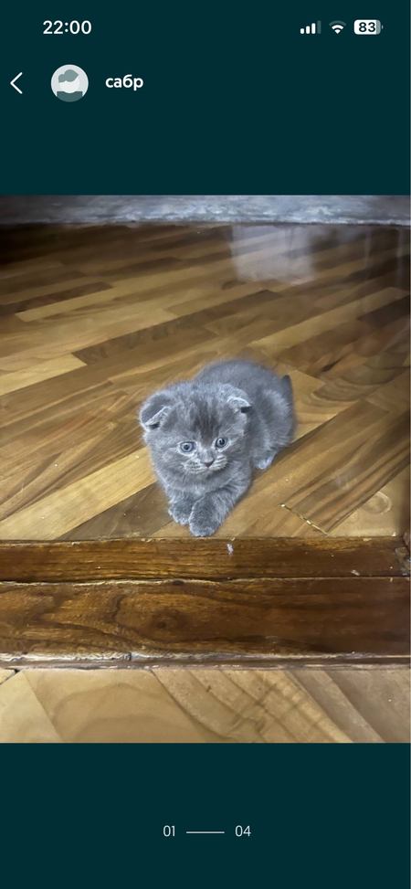 котёнок продаётся  3 месячный