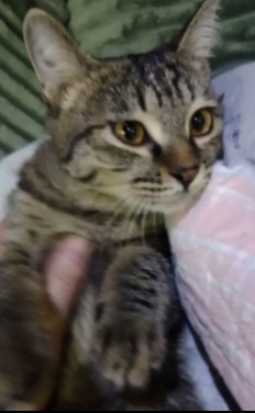 Котёнок мальчик в хорошие ручки