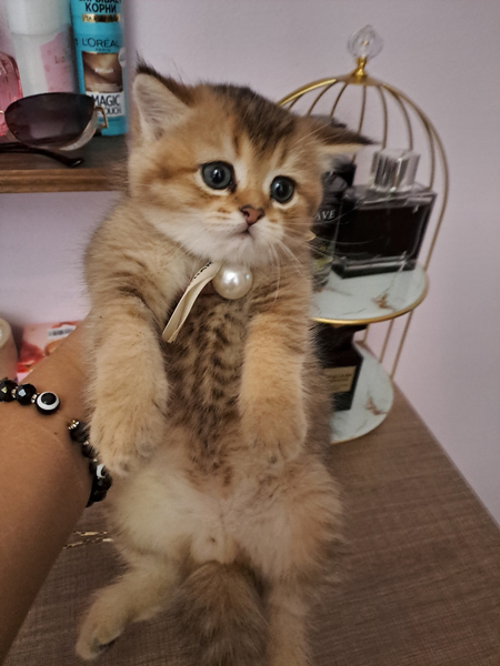 Продаётся шикарный котик Скоттиш страйт золотая шиншилла