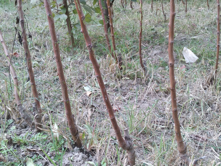 Мевали дарахтлар кучатлари