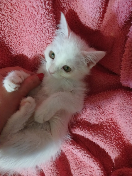 Белый котёнок мальчик, 3 месяца, добрый и ласковый