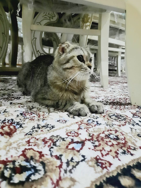 Продаются котёнки фолд