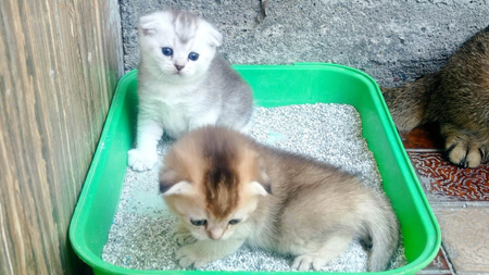 Вязка Шикарные коты Шиншиллы