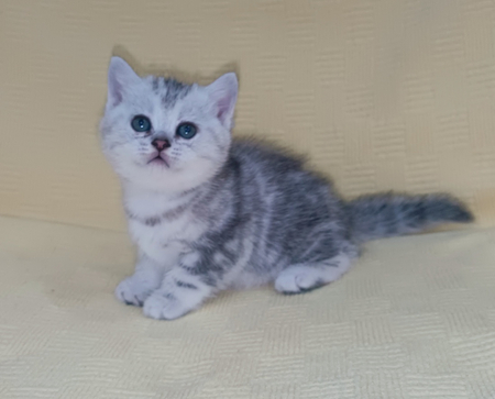 Продаётся котёнок