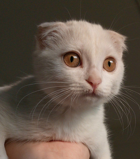 Продам вислоухих котят