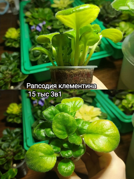 Фиалки сортовые, детки
