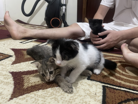 Дадим котята на хорошие руки