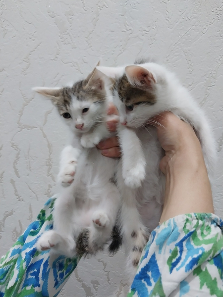 Отдам даром в хорошие руки