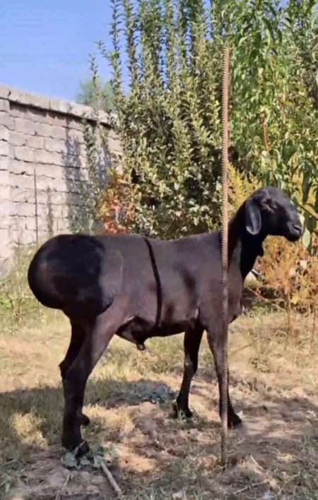 Хиссори кучкор сотилади