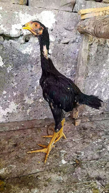 Toza daken so'raganlarga