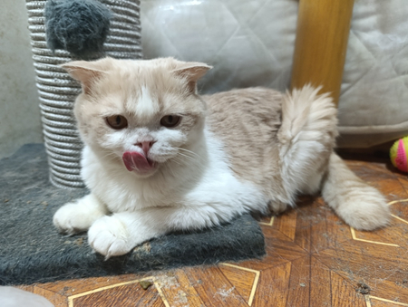 Кошка скоттиш фолд девочка. Рожавшая.