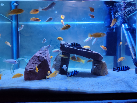 Akvarium uchun toza kvarts qum sotiladi