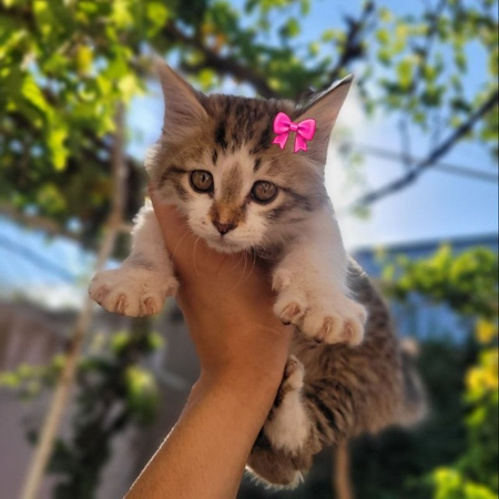 Котик хороший мальчик