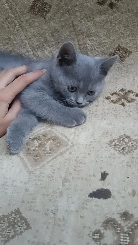 Продаётся который скоттиш страйт