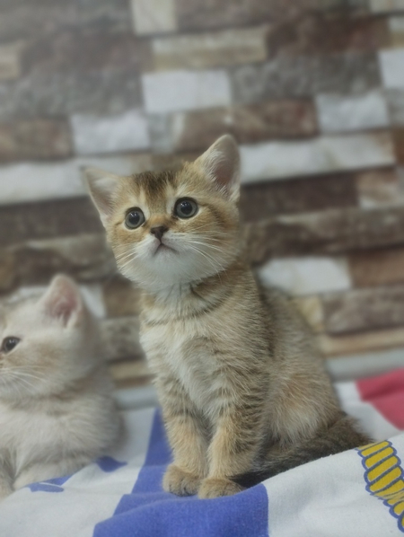Продаётся котёнок ( британская золотистая шиншилла)