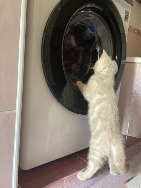 скотиш страйт
