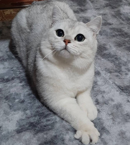 Mushuk bolalari sotiladi