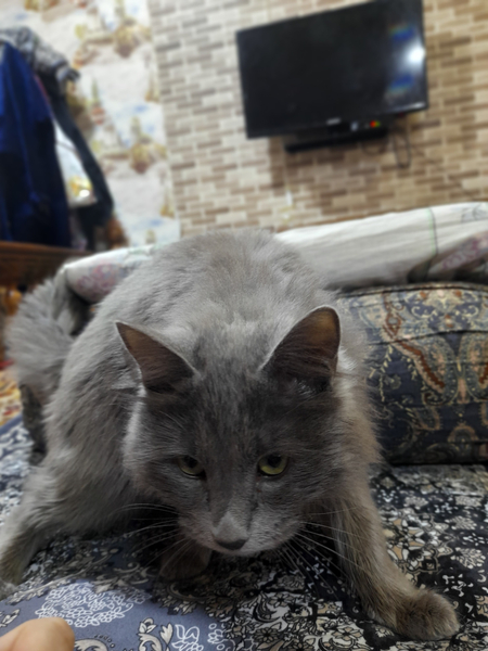 Продаётся кошка Скоттиш-страйт цена договорная