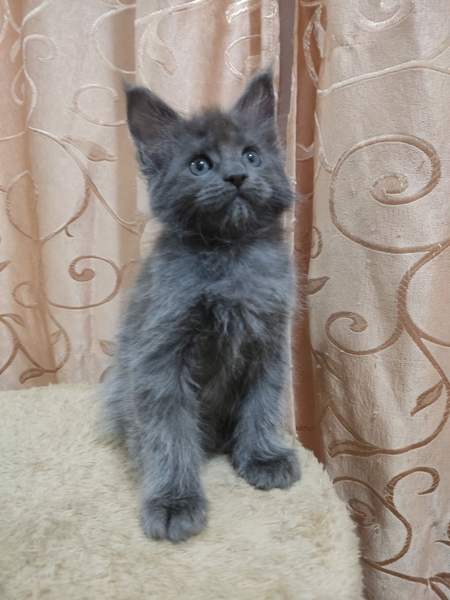 Мейн Кун девочка