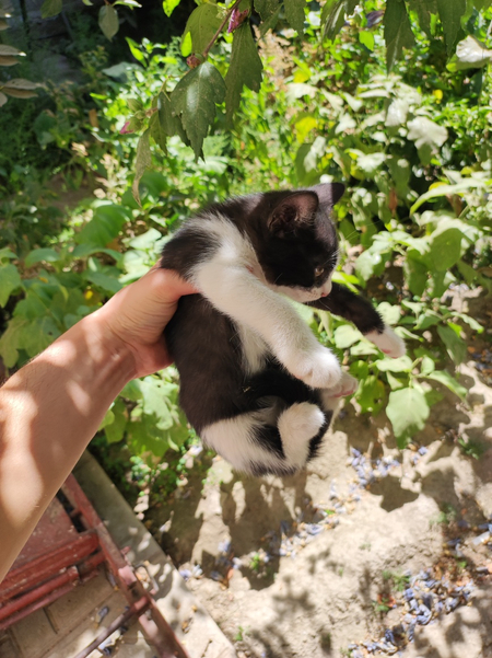 Отдам котят в хорошие руки