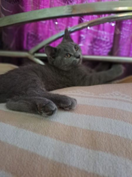 Скоттиш Страйт (3 месяца)