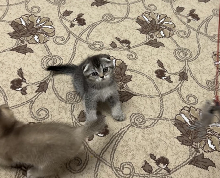 Продаются котята  породы скотиш фолд