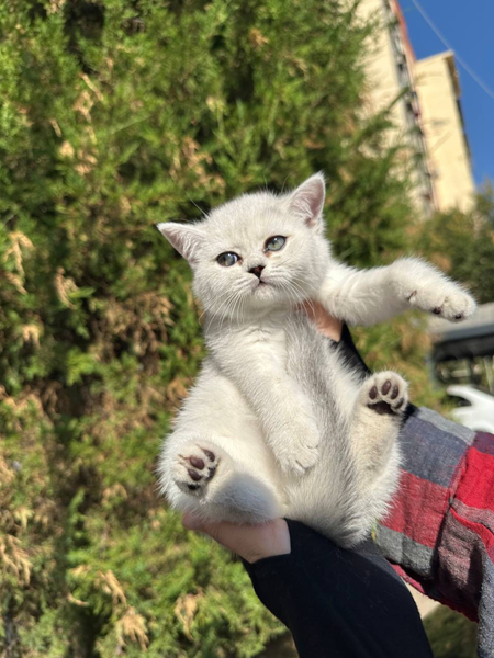 На продаже британские котятки