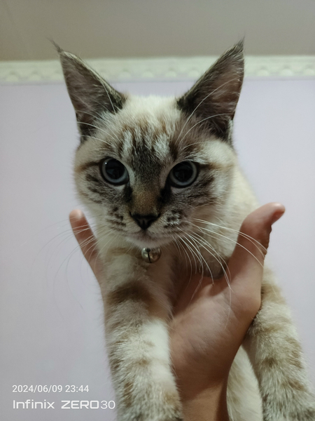 Siam mushugi qiz bola qumga boradi, õyinqaroq,