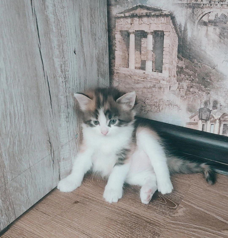 Котята в добрые руки