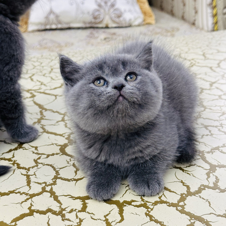 Плюшевые фолдики с набивной шубкой