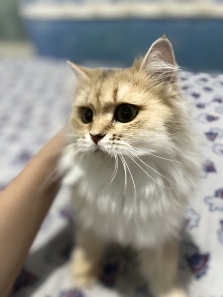 Кошка шиншилла