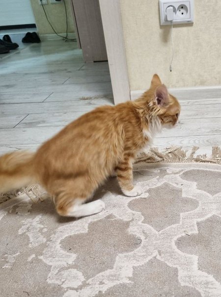 Норвежский лесной котёнок!