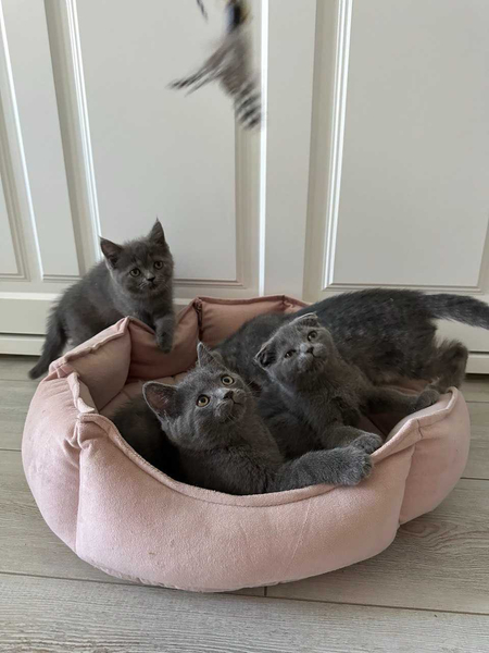 Продаются котята скоттиши