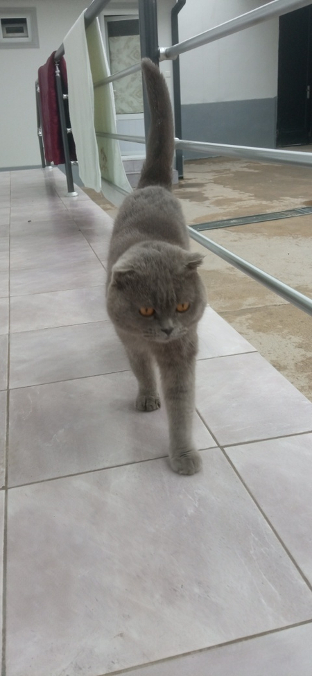 Shatlaniskiy  mushuk