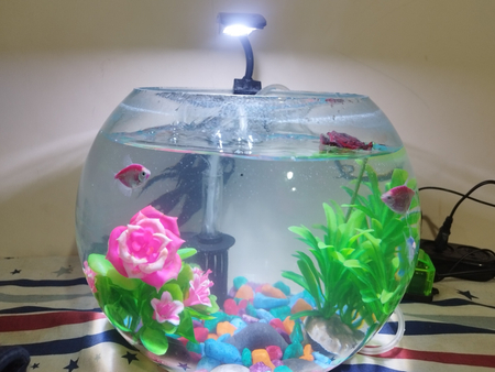 Akvarim baliqlar