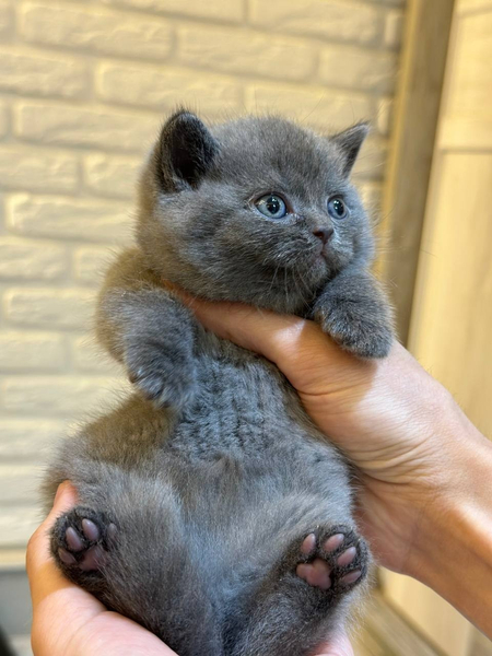 Продается котёнок скоттиш страйт