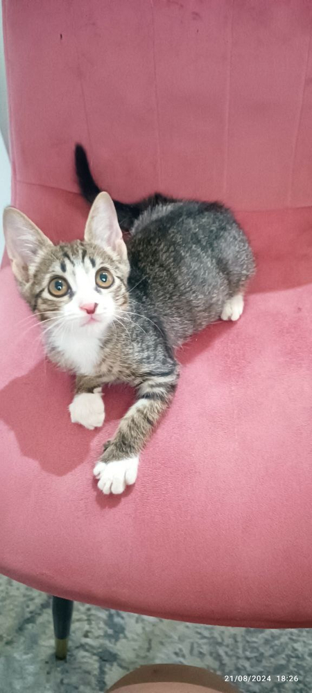 Котёнок мальчик .