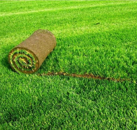 Manzarali daraxtlar