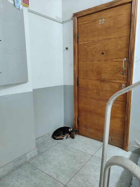 Котенка в добрые руки с золотым сердцем!