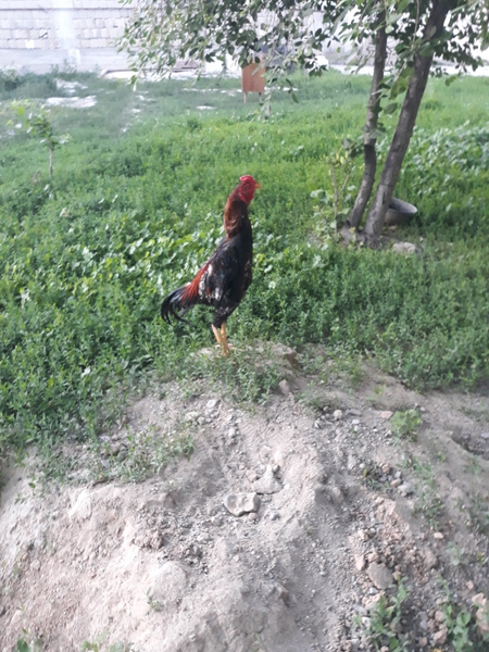 Сотилади , Корея шамо