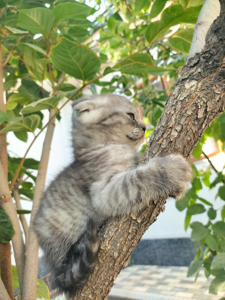 Продаются кота .