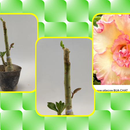 Adenium maxroviy
