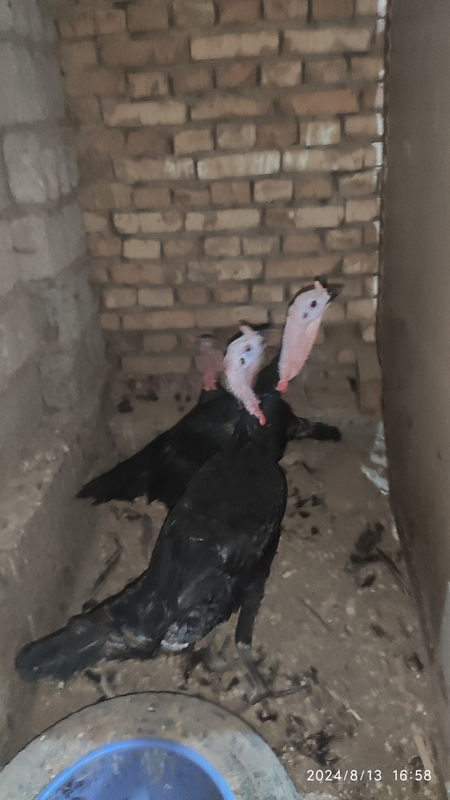 Домашние индюки Уй куркалари