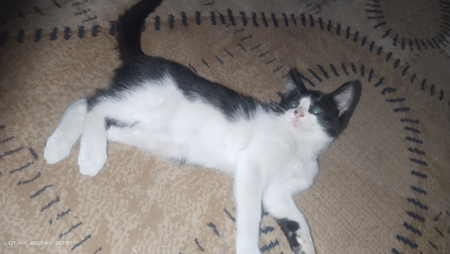 Отдаю котят бесплатно